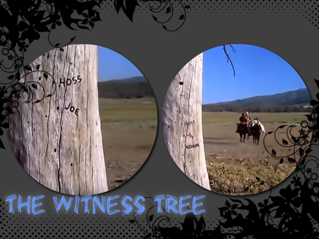 The Witness Tree (by AC1830) – Bonanza Brand FanFiction Library